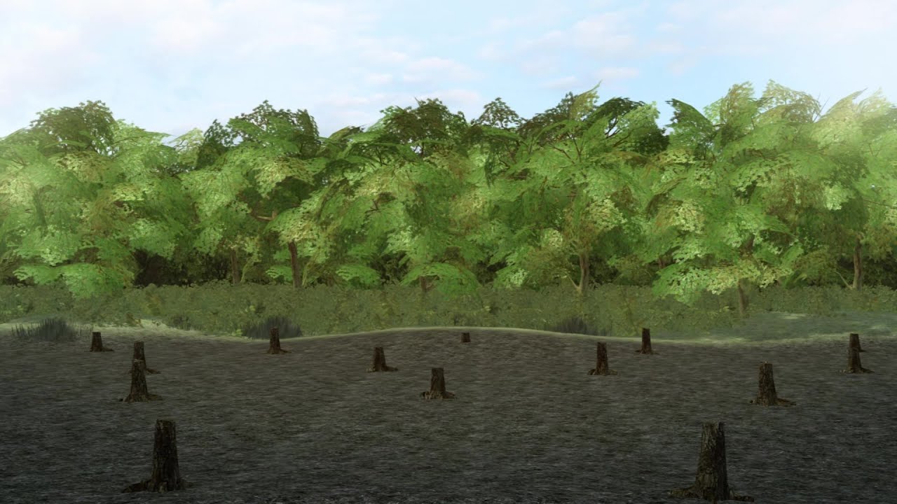 Deforestation in Brazil's Amazon is at the highest level a decade