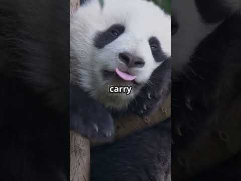 Do u know,Why panda's babies are so tiny ? 🤔