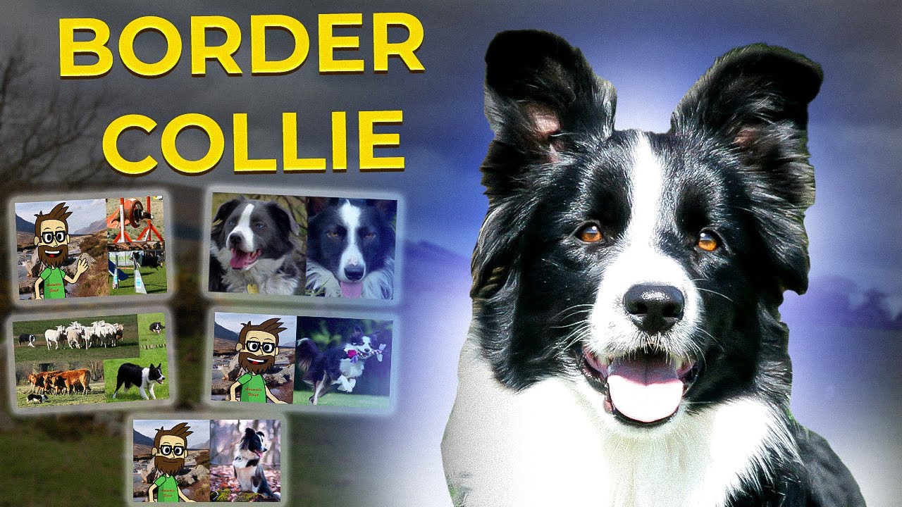 Border Collie 101 owner's guide