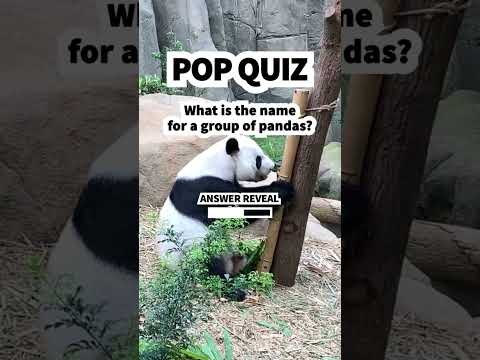 What is the name for a group of pandas? #quiz #trivia #shorts #popquiz #nature #panda
