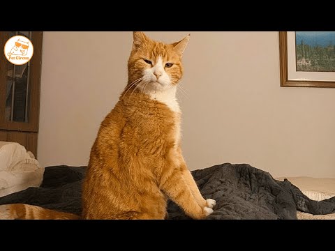 Funny ANIMALS Videos ๐คฃ Hilarious Cats & Dogs Doing the Funniest Things! ๐พ๐ Part 31