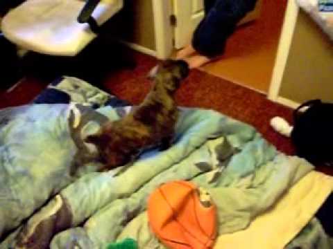 The playful pup !!