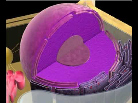 Nuclear envelope