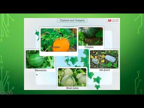 Grade 6 Science English Medium dichotomous keys