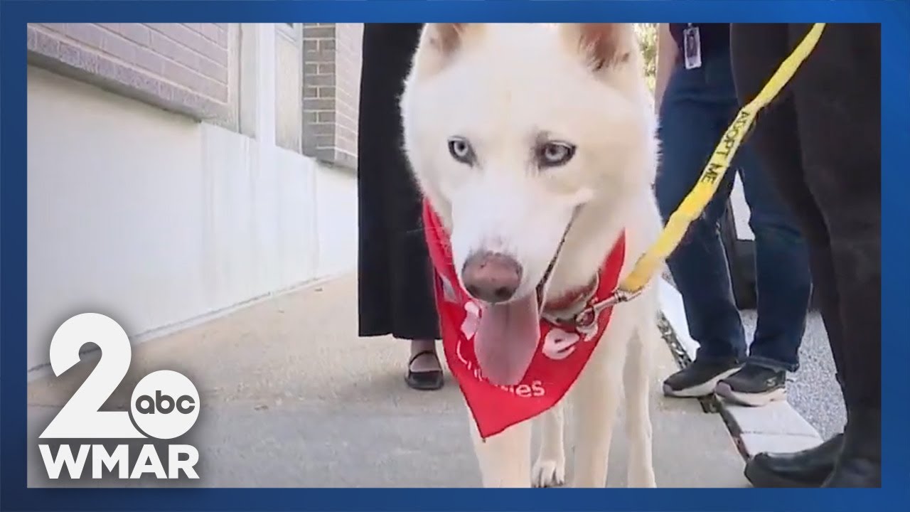 Pets on Set: Adoption Express