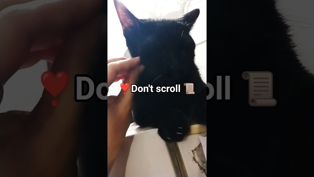 wait don't scroll 📜💓 Do you like my smile😊😁??? #cute #cat  #viral #shorts #kitten #youtubeshorts