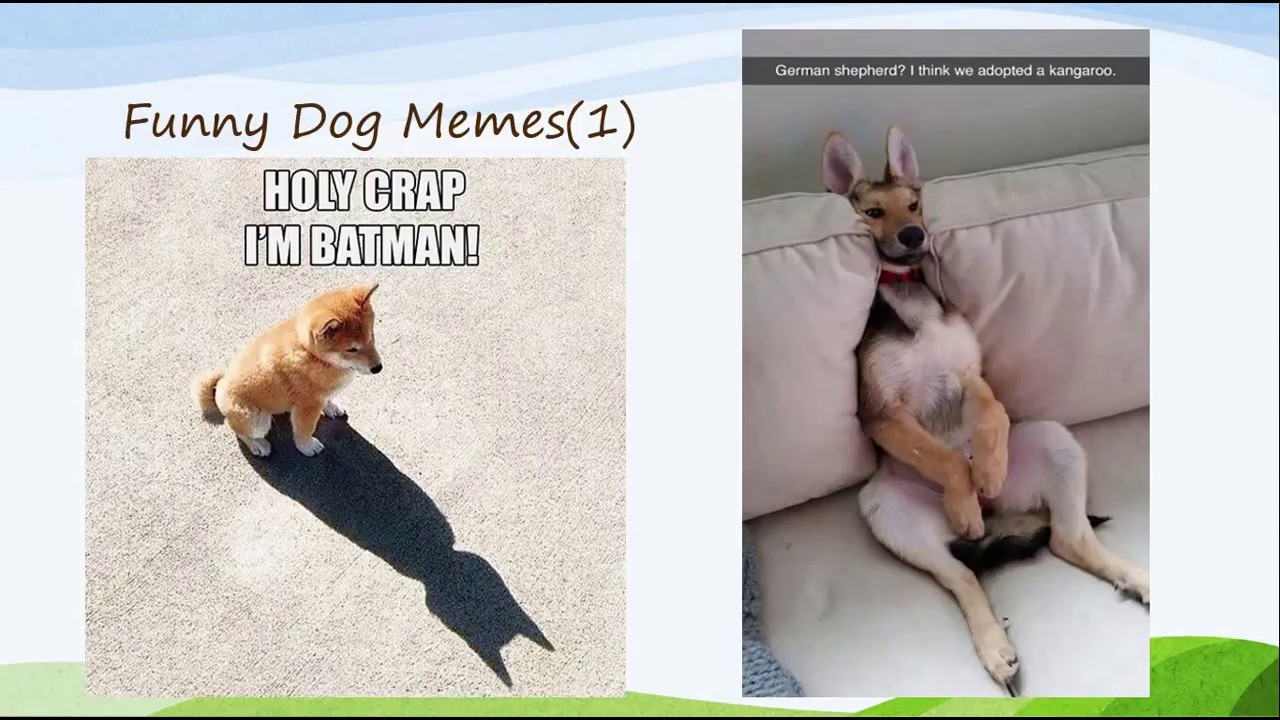 Meme's Work | Funny DOG Memes