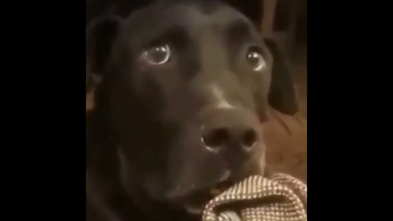 perro asombrado