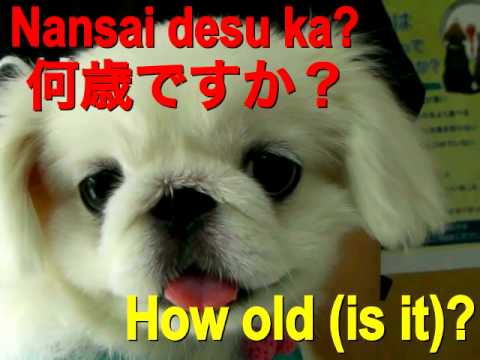 Cutest Japanese Lesson Eva~! (Part 1)