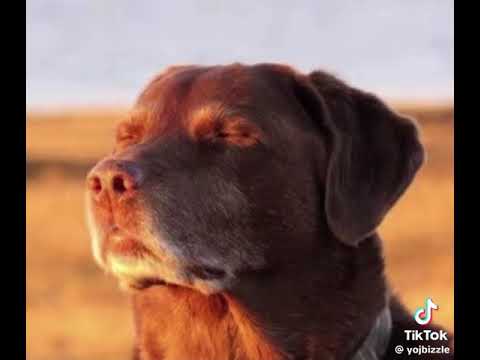 Cooked Dog Meme