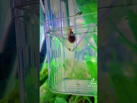 Platy fish giving birth