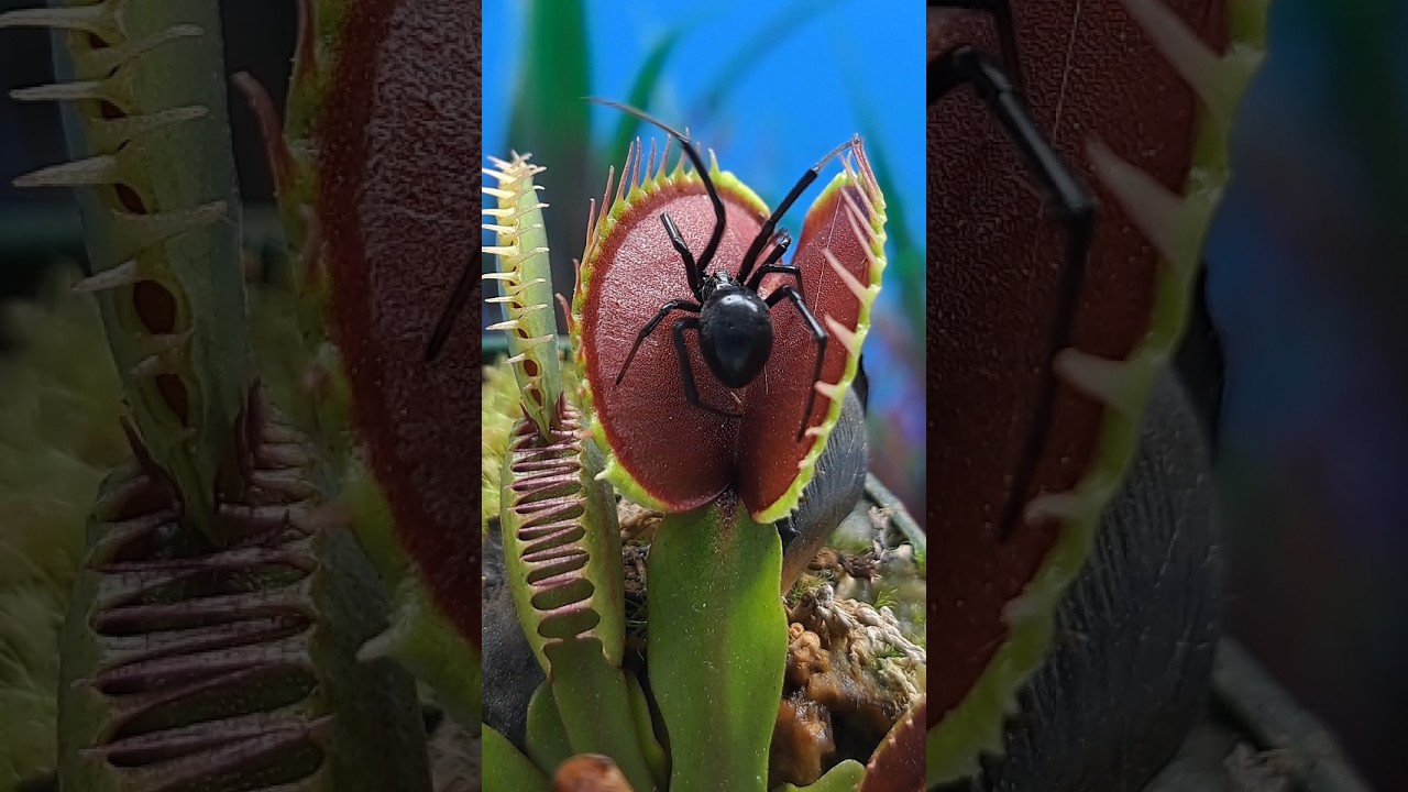 Black widow tried eating my Venus Fly Trap again #shorts