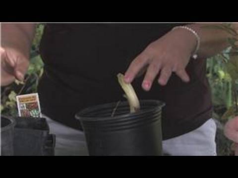 Flower Gardening : How to Grow Amarilla Flowers