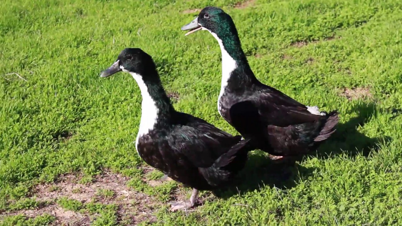Black Swedish Adult Ducks