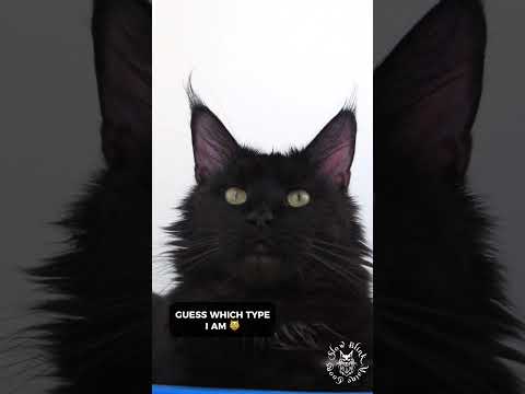 ✨ Charm | Cute Maine Coon Cat #blackcat