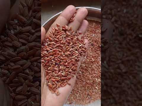 Red Rice - Wholesale Price & Mandi Rate for Indian Red Rice