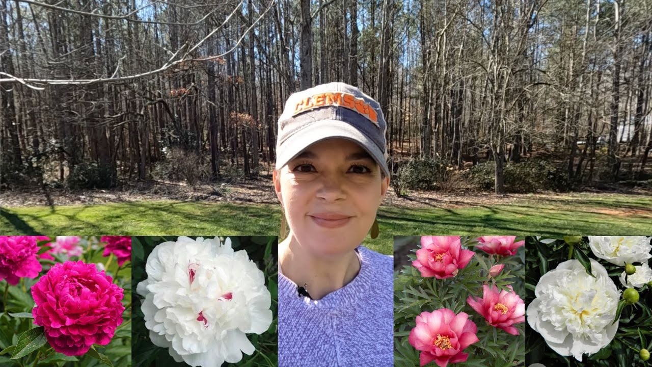 How to Plant Peonies: The Perfect Spring Flower | Gardening with Creekside