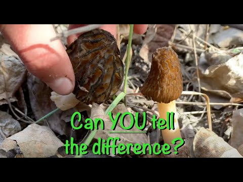 How To Identify a Real Morel From a False Morel