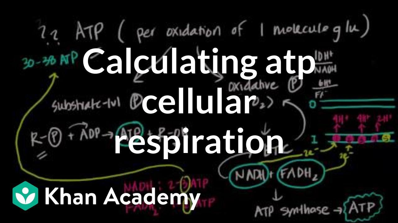 Calculating ATP Produced in Cellular Respiration