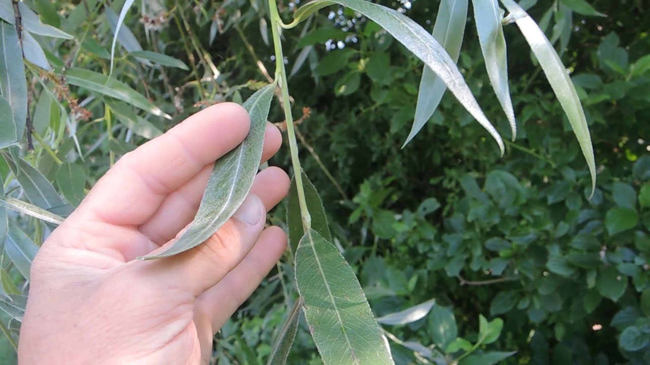 Salix alba 210707