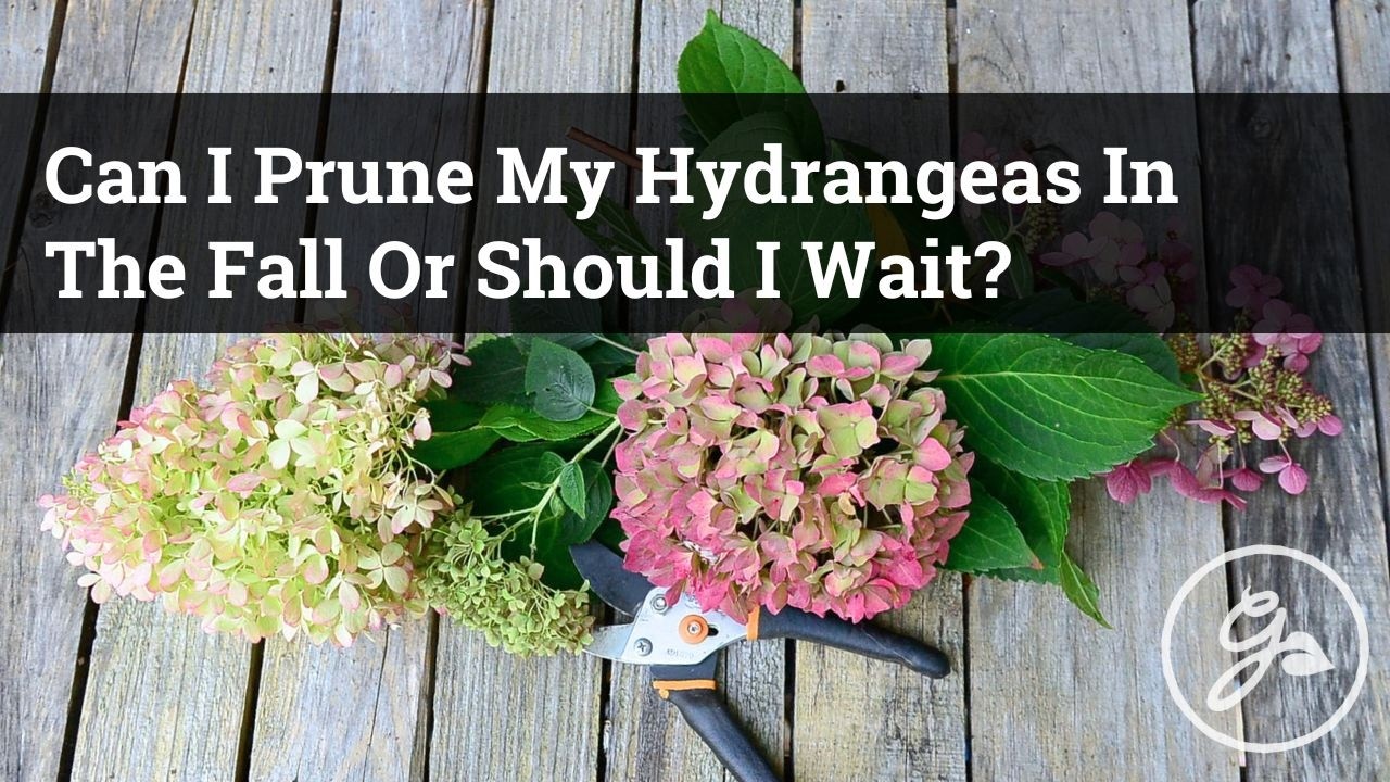 Fall Hydrangea Pruning Guide / Should You Prune Hydrangeas In The Fall?