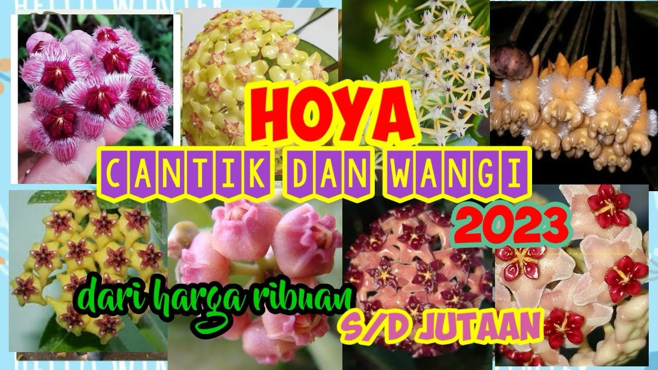 31 JENIS BUNGA HOYA dan Harga Bulan Maret 2023| #shopee #tokopedia #lazada #hoyaplants #tanamanhias