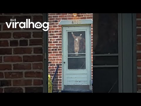 Cat Becomes a Part of the Halloween Decor || ViralHog
