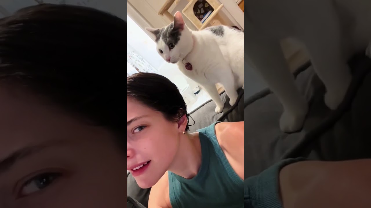 Kitten attack mode#funnycats #funnyanimals #petvideos #cat #fyp #usa #longervideos