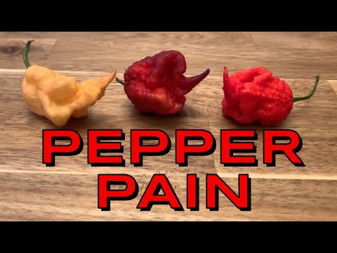 A TRIO of Superhot Pepper Pain! Courtesy of M. Arthur and Deathridge Peppers! Let's get our burn on!