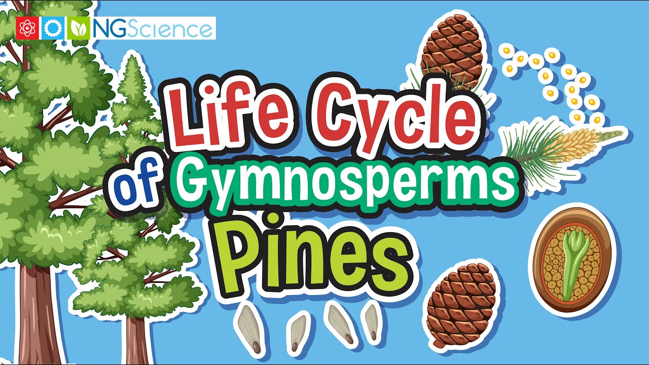 Life Cycle of Gymnosperms – Pines