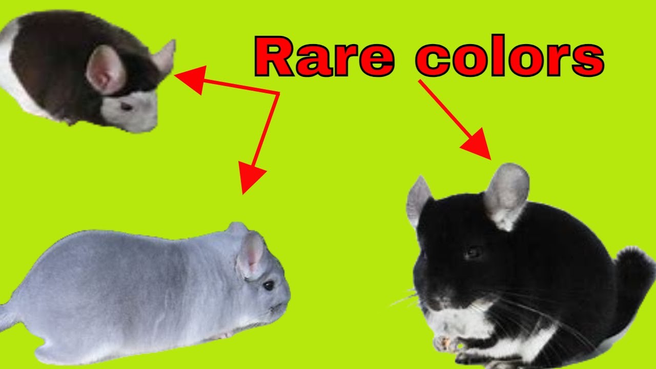 5 RARE chinchilla colours