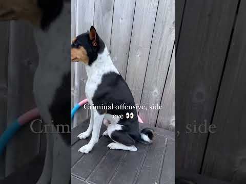 Side-Eye Game Strong: Watch This Hilarious Clip of a Dog Giving Major Side Eye to Everyone!