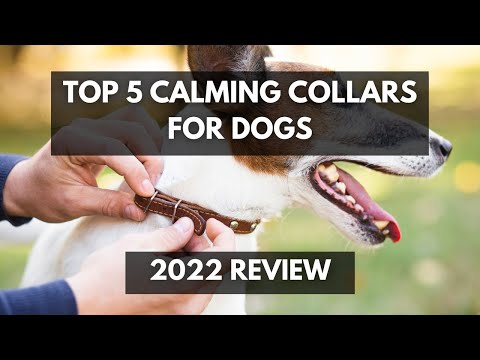 Top 5 Best Anxiety Reducing Collars for Dogs! (Calming Collars Review 2022)
