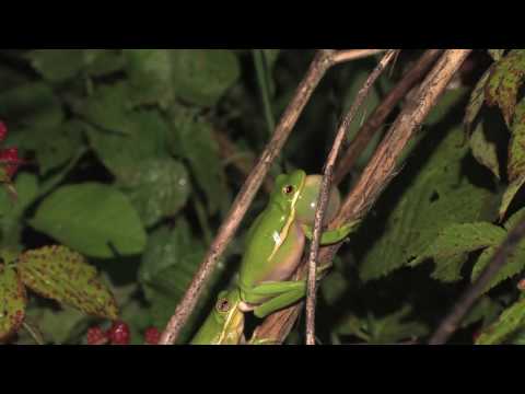 Green Treefrog