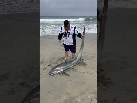 Catch & Release: Land-Based Thresher Shark