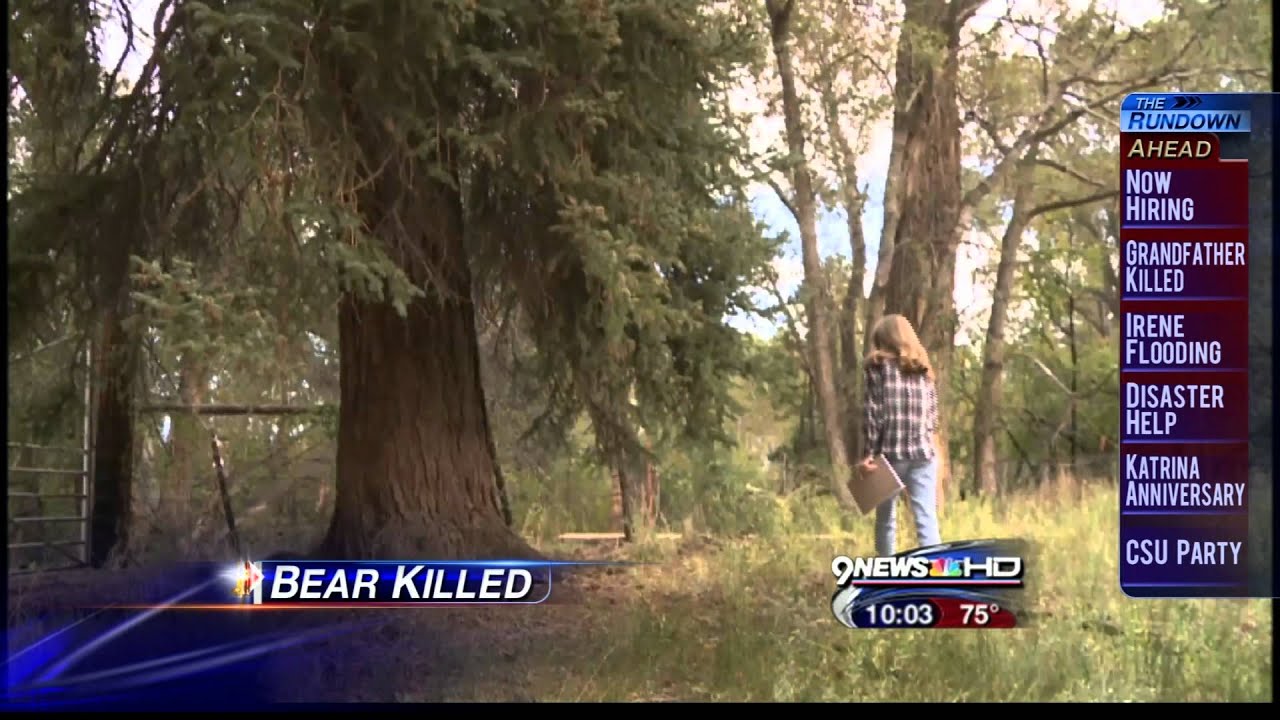 Crestone Bear Killed