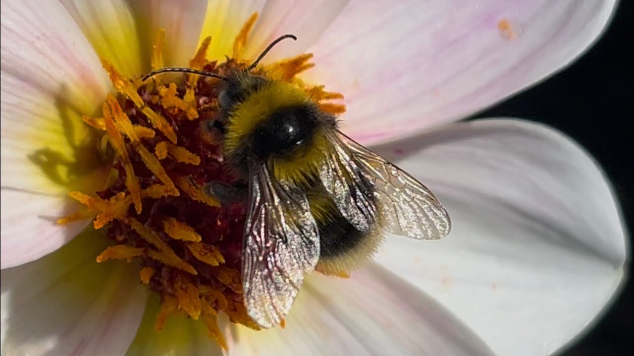Buzz, Sip, Repeat - A Bumblebee’s Dahlia Day