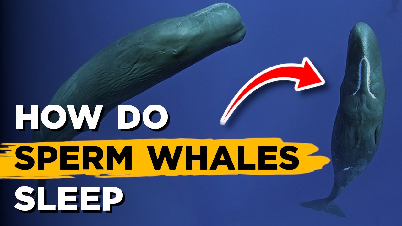 How Do Sperm Whales Sleep (Without Drowning)?