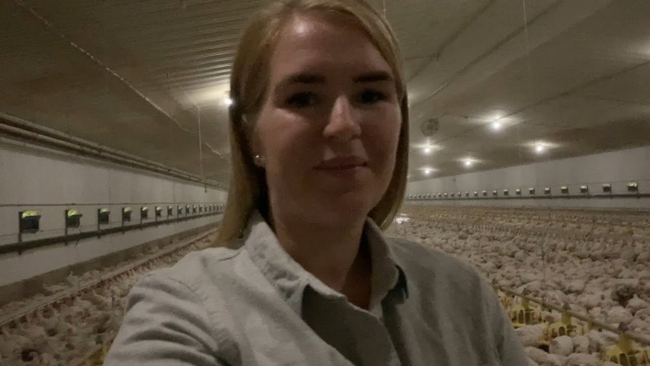 Ask a Farmer: What is a broiler chicken?