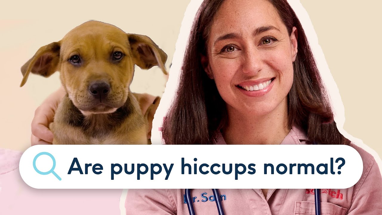 Are Puppy Hiccups Normal? | Vet Explains What’s Cute vs Concerning