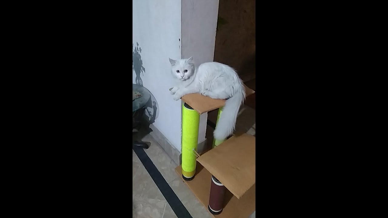 DIY Cat Scratch Post/Tree from Scrap