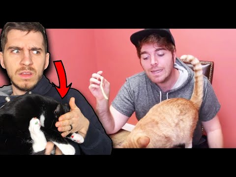 making my cat watch weird Shane Dawson videos with me