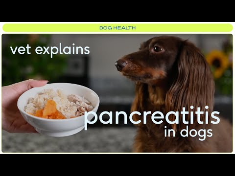 Pancreatitis in Dogs: What to Know & Home Remedies