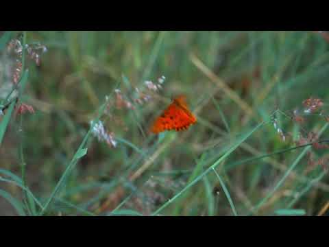 Relaxing Meadow with Ambient Nature Sounds (2 Hour)
