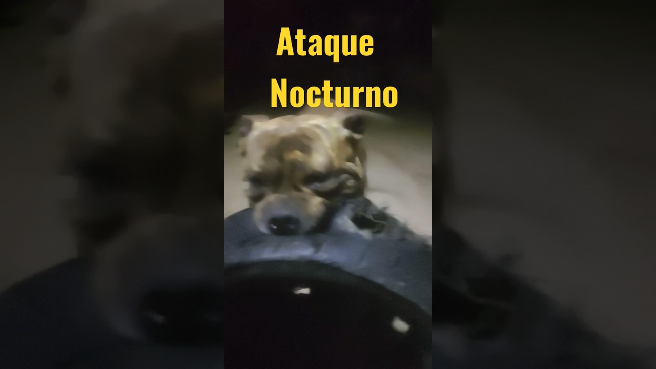 BARTOLO ataca de NUEVO! #trending #trendingshorts #shorts #funnydogs