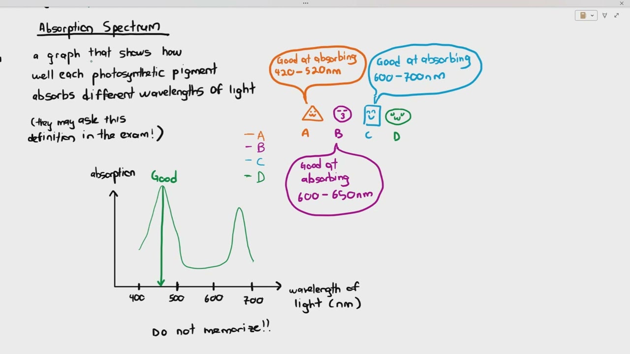 Understanding Absorption and Action Spectra in Photosynthesis | Galaxy.ai