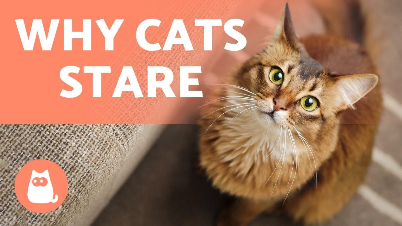 Why Do CATS STARE at US? 🙀 5 Reasons