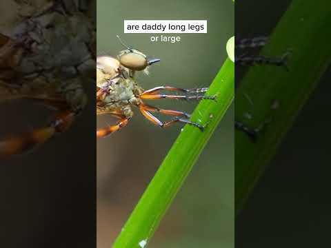 Diptera #insects #education
