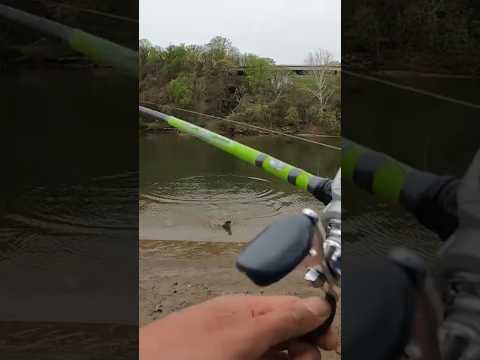 I Caught a Hickory Shad! 🎣🔥 #fishing #shadfishing #shad #hickoryshad #potomacriver #shorts