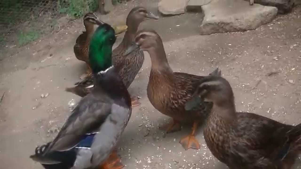 Duck Firsts - Colored Eggs